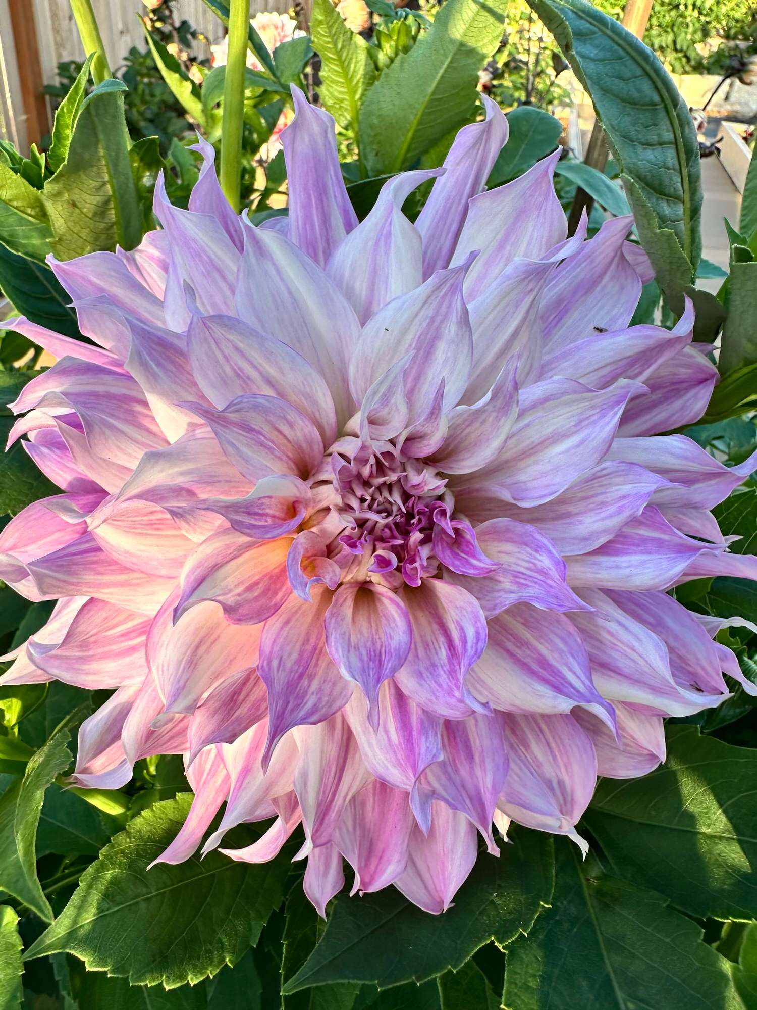 AC Twist – Bay View Flower Farm