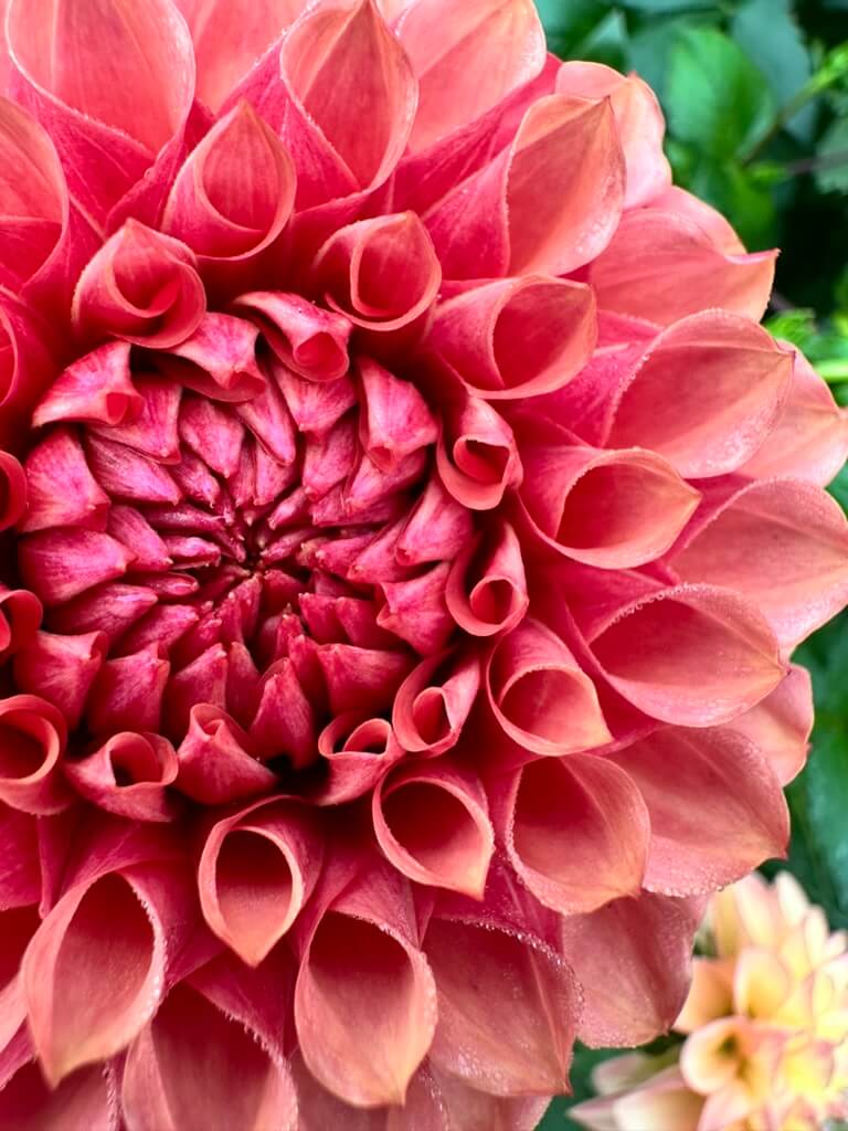 Burfoot Desert Rose – Bay View Flower Farm