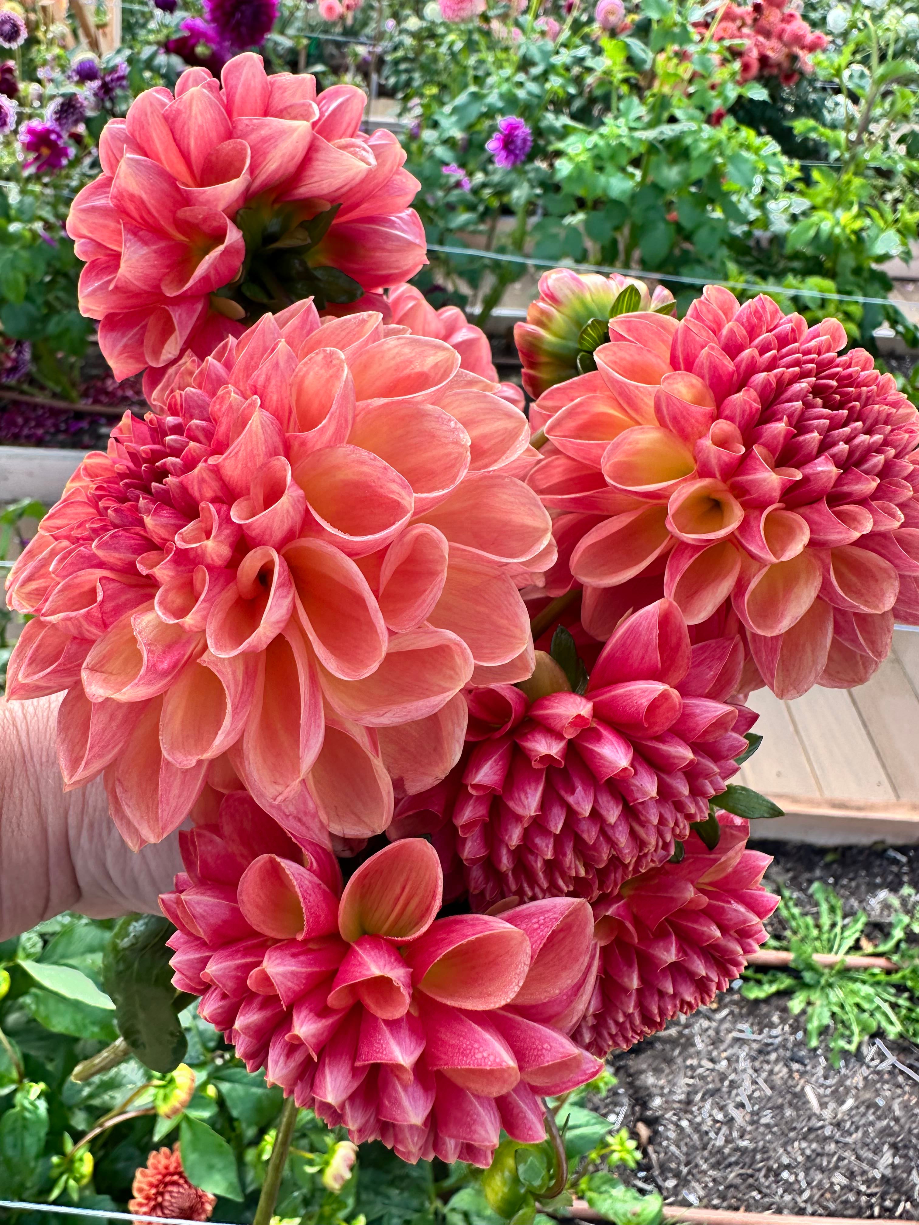 CT Bermuda Pink – Bay View Flower Farm