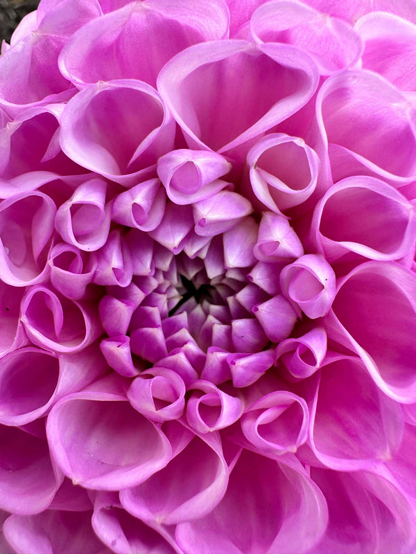 DLs Shy Violet – Bay View Flower Farm