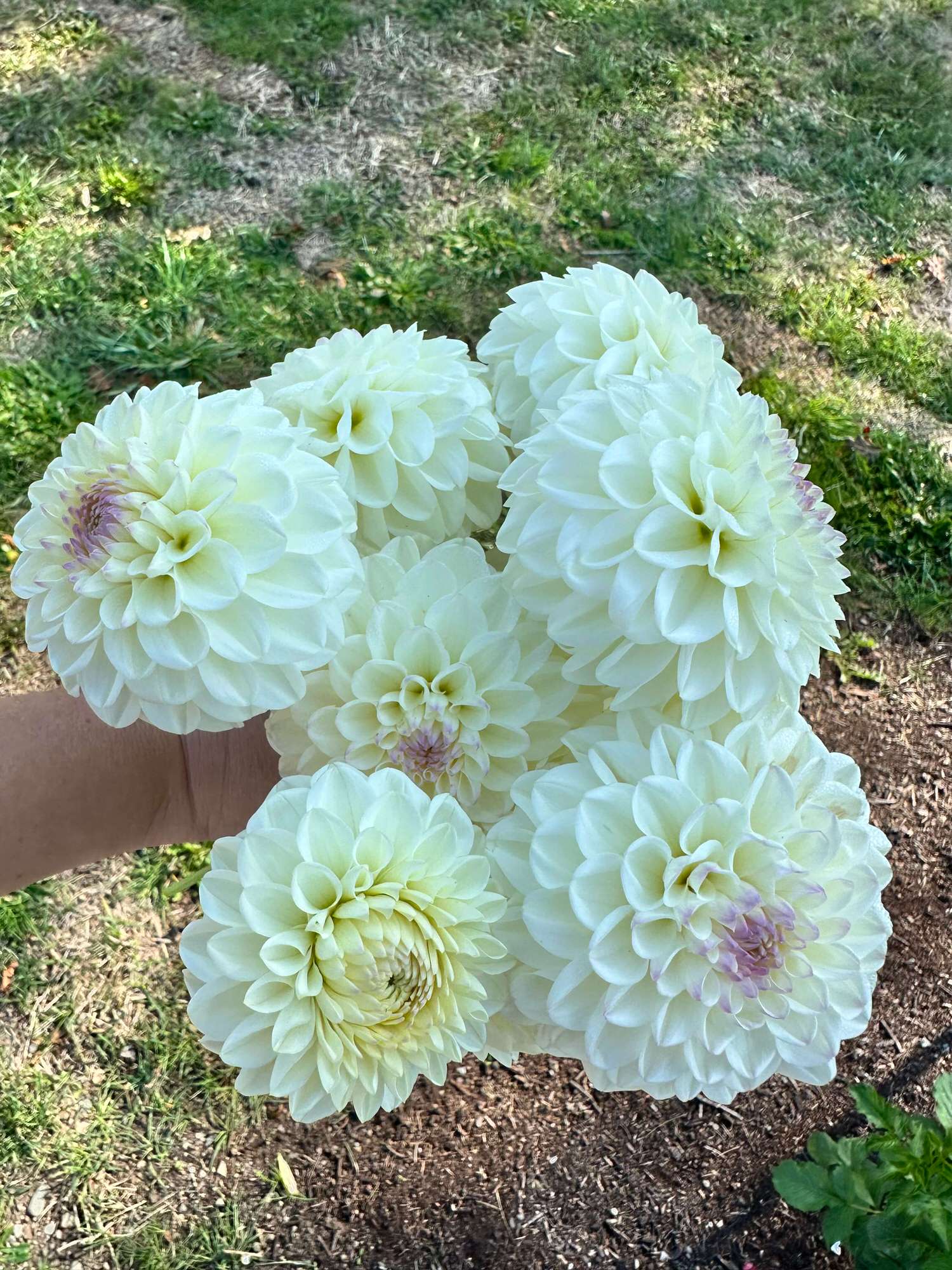 Ferncliff Crevasse – Bay View Flower Farm