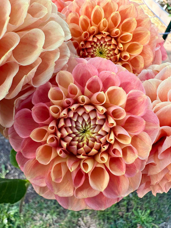Ferncliff Honeycomb – Bay View Flower Farm