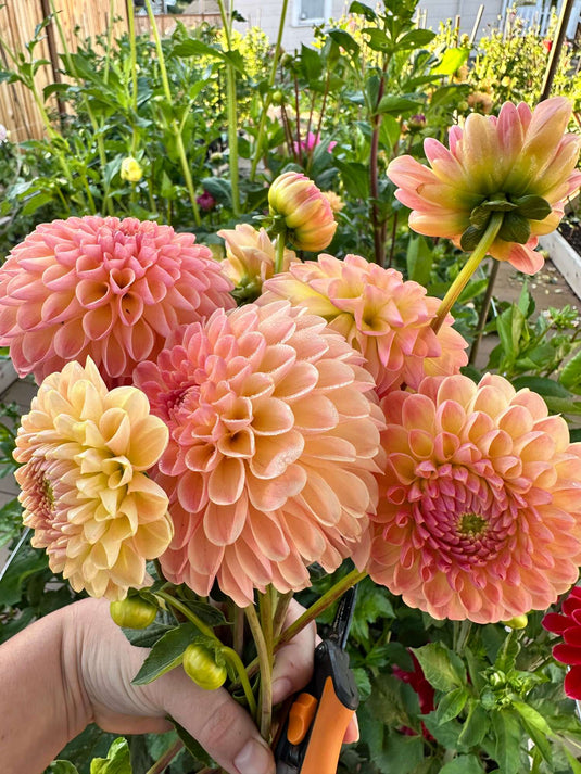 Welcome to Bay View Flower Farm