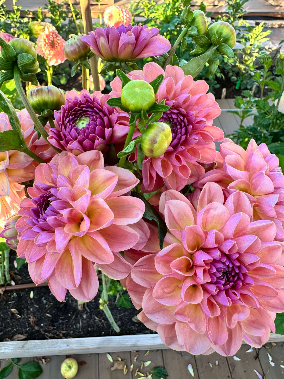 Hapet Vintage – Bay View Flower Farm