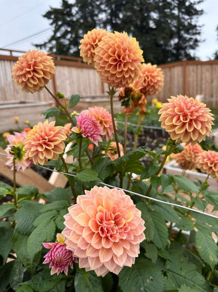 Levi's Sunfire Cutting – Bay View Flower Farm