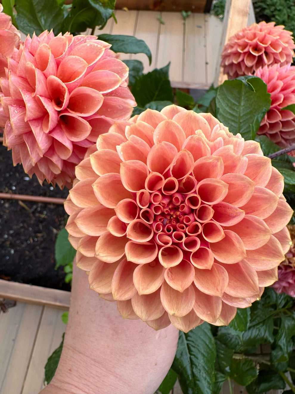 Levi's Sunfire Cutting – Bay View Flower Farm