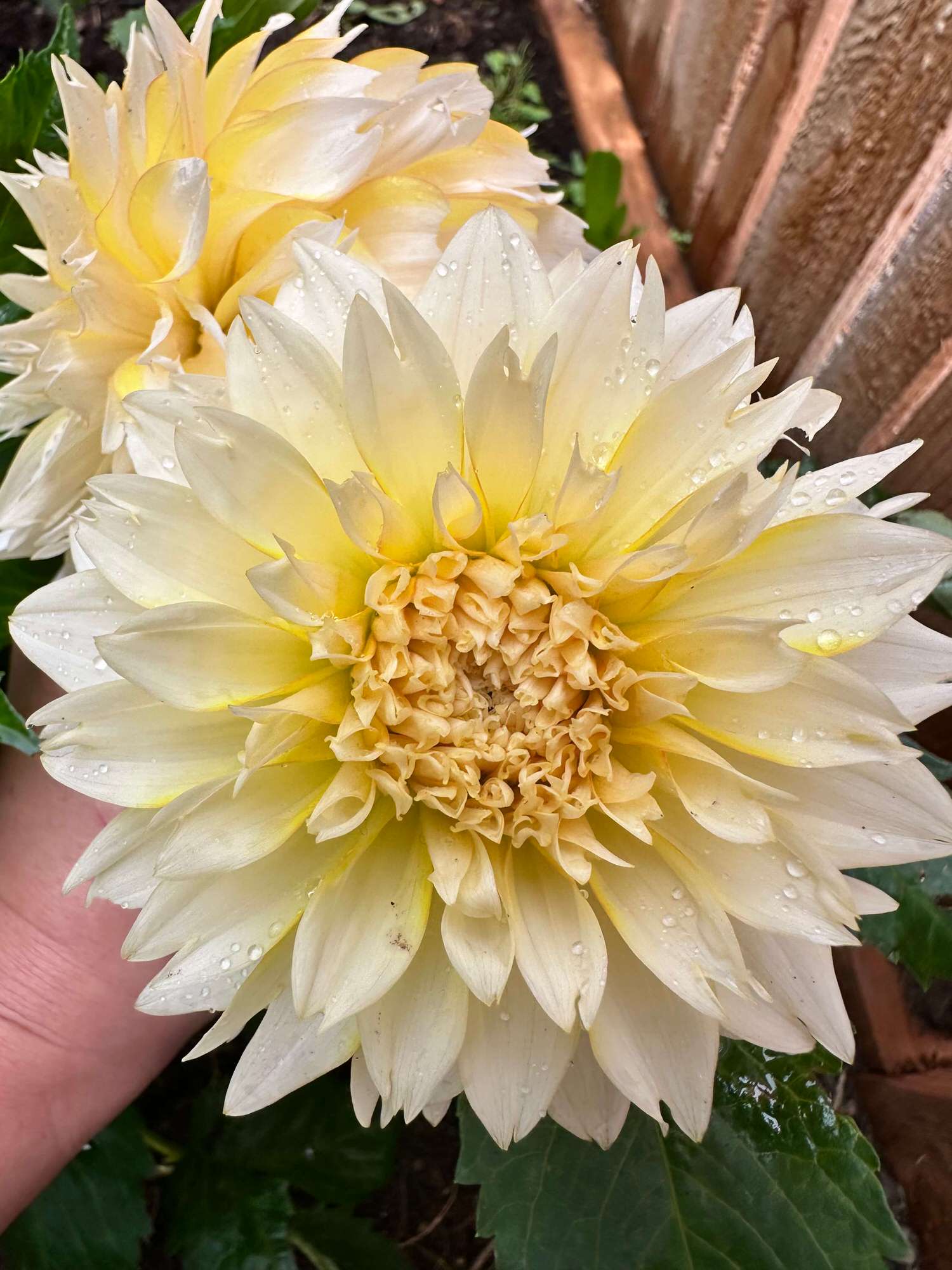 Tahoma Thimble – Bay View Flower Farm