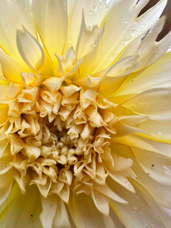 Tahoma Thimble – Bay View Flower Farm