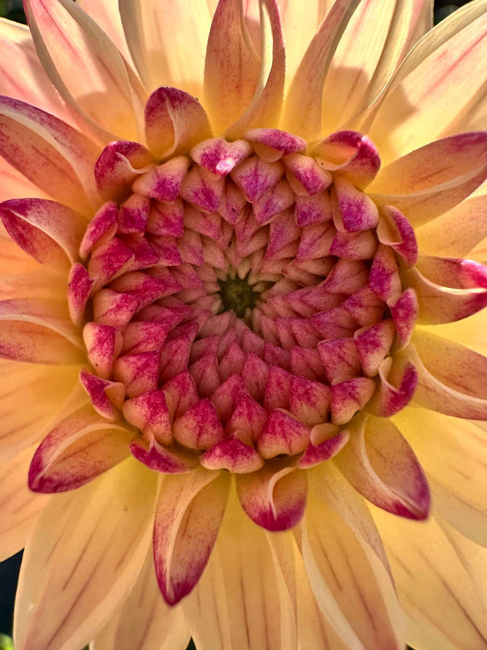 Valley Porcupine – Bay View Flower Farm