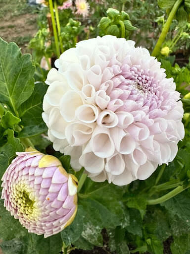 Irish Erin – Bay View Flower Farm